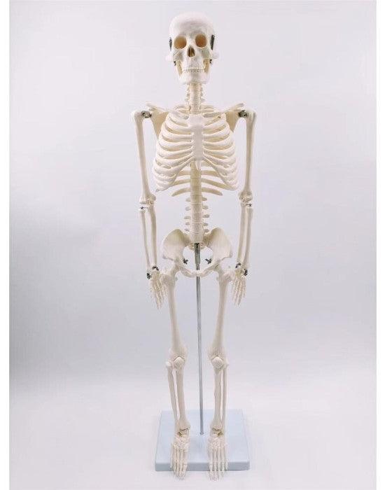 Erkentmed Joe insan iskelet Modeli 85 Cm 1/2 Boy
